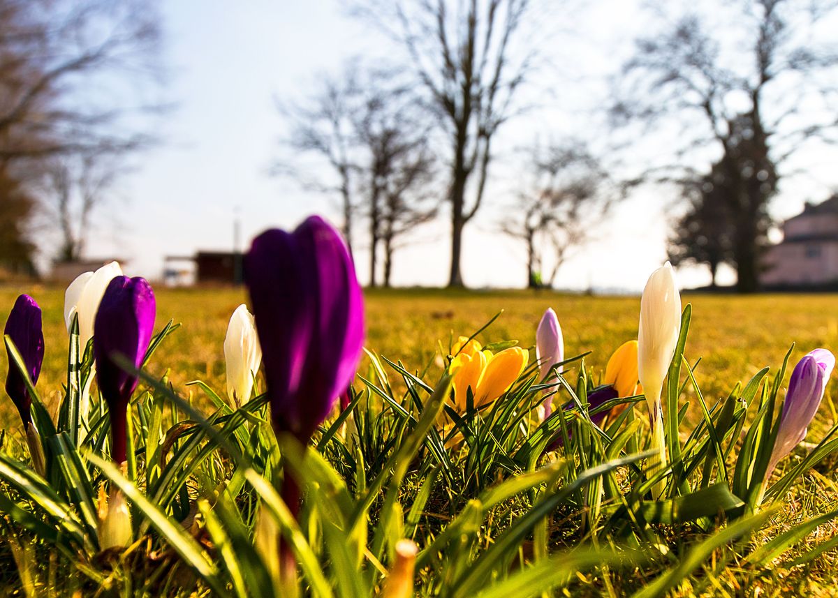 'colorful crocuses' Poster, picture, metal print, paint by Silhouette ...