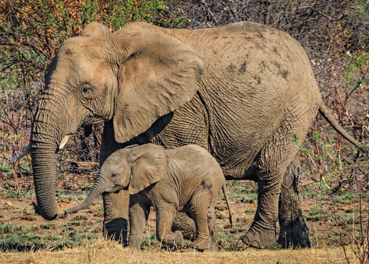 'Elephant 5' Poster by dirk luus | Displate