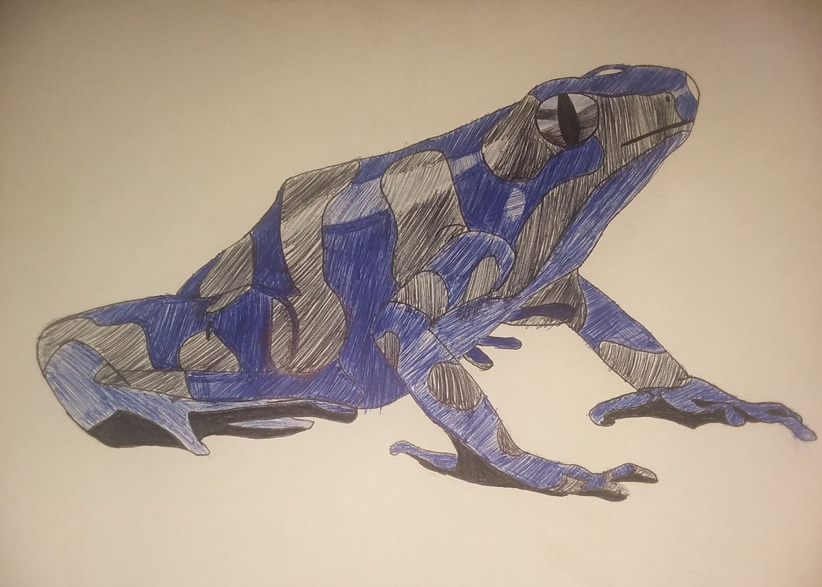 'Poisonous frog' Poster, picture, metal print, paint by Barton Strauss ...