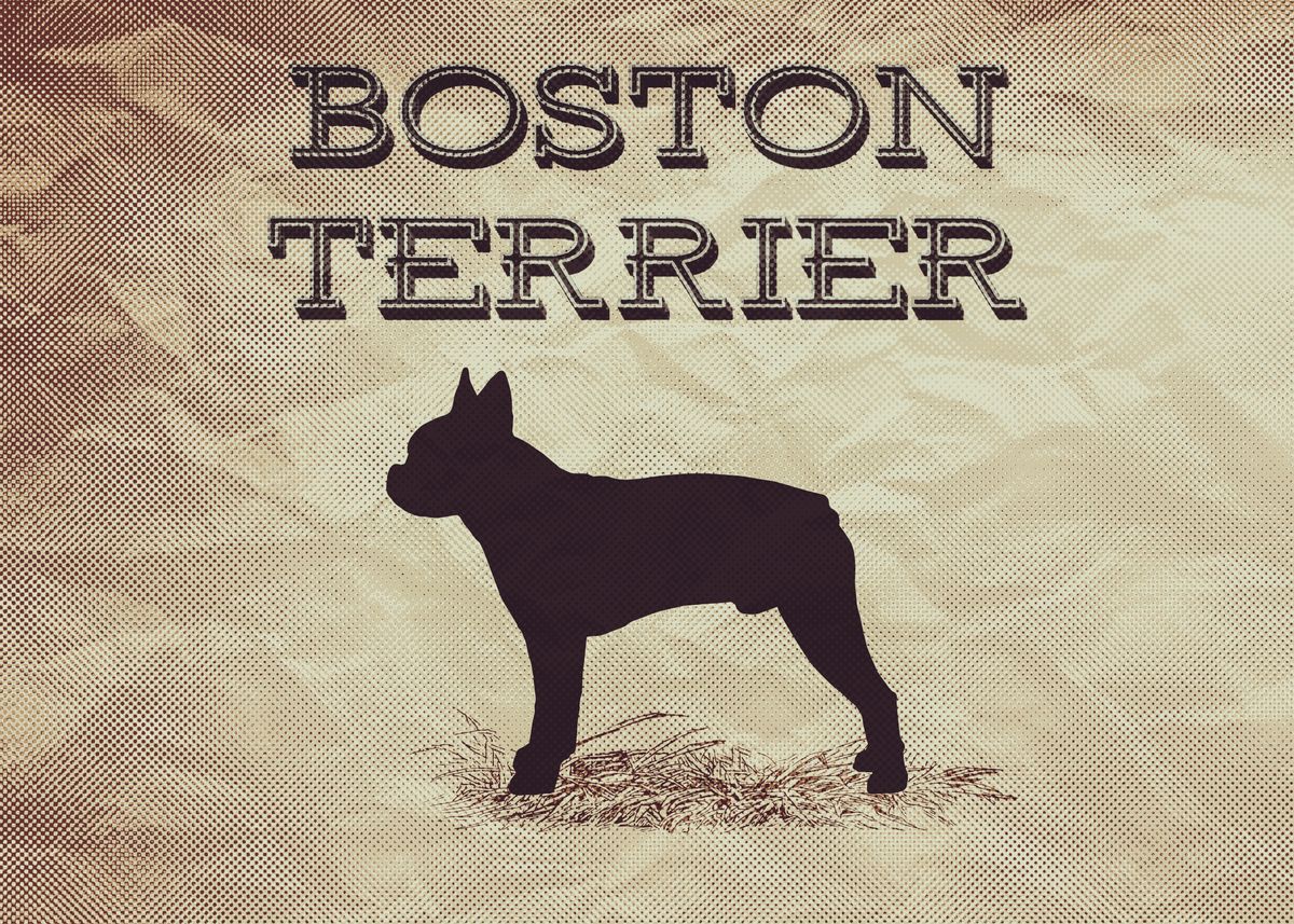 'Retro Boston Terrier' Poster, picture, metal print, paint by Visualz ...