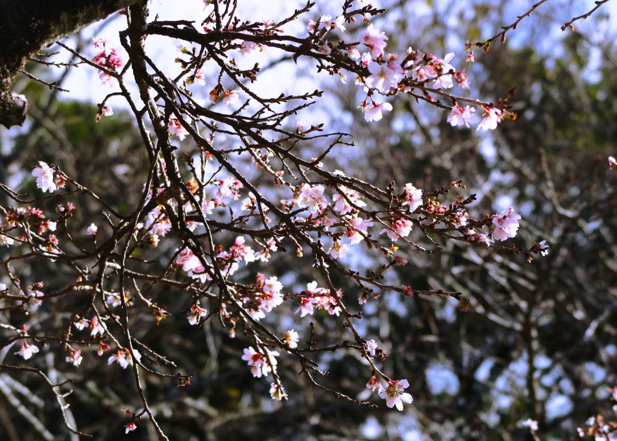 'Ume flowers' Poster, picture, metal print, paint by Bon Zaï | Displate
