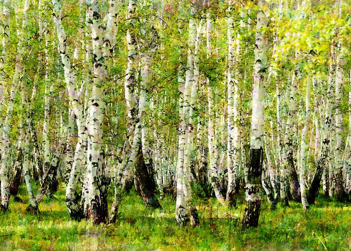'The birch' Poster, picture, metal print, paint by Zenic Boy | Displate