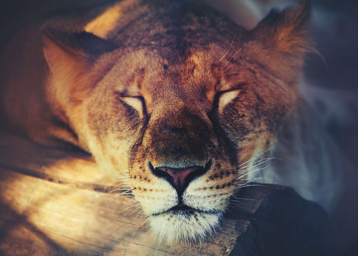 'Sleeping lion' Poster, picture, metal print, paint by Chris Thodd ...