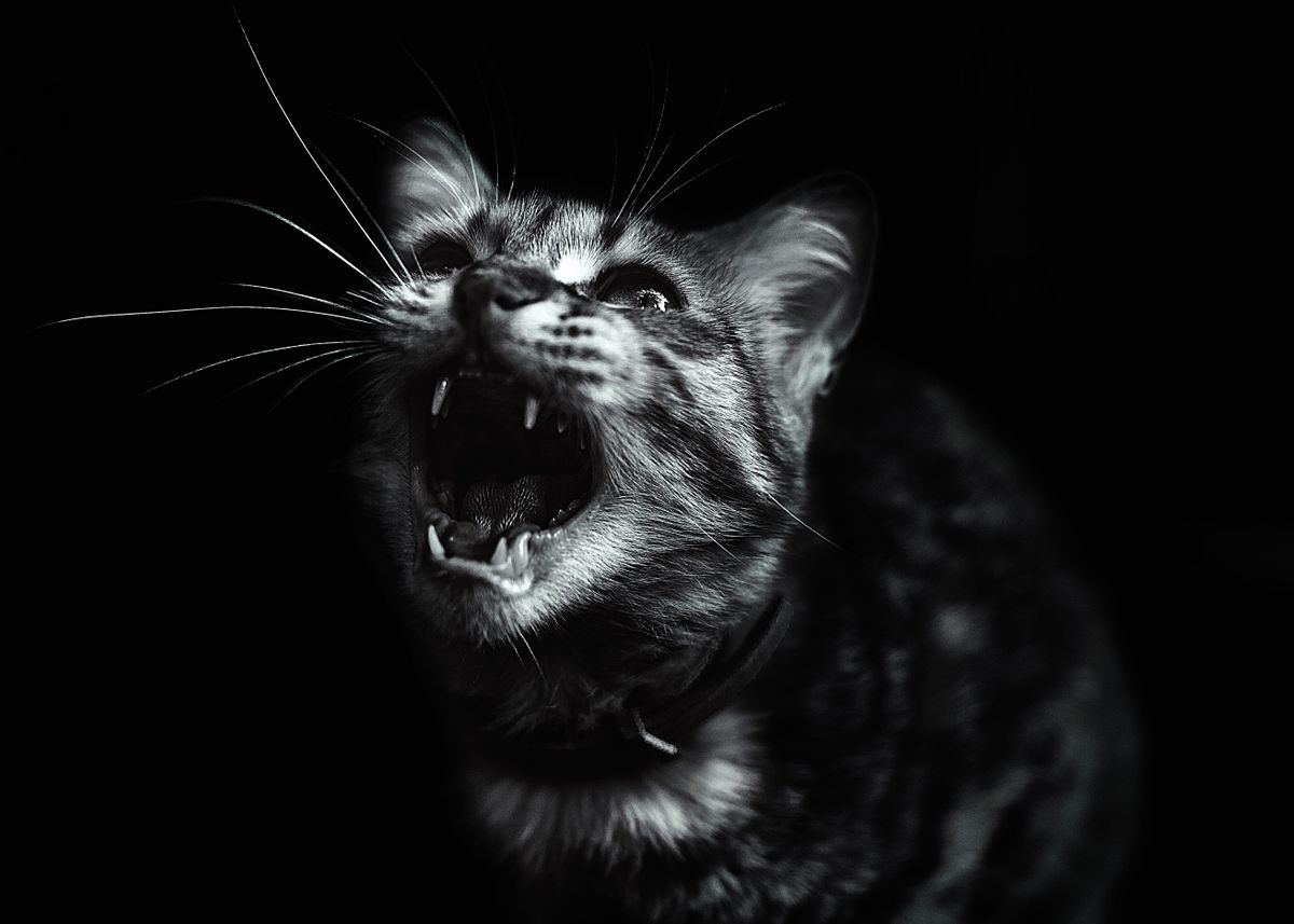 'ROAR' Poster by Chris Thodd | Displate