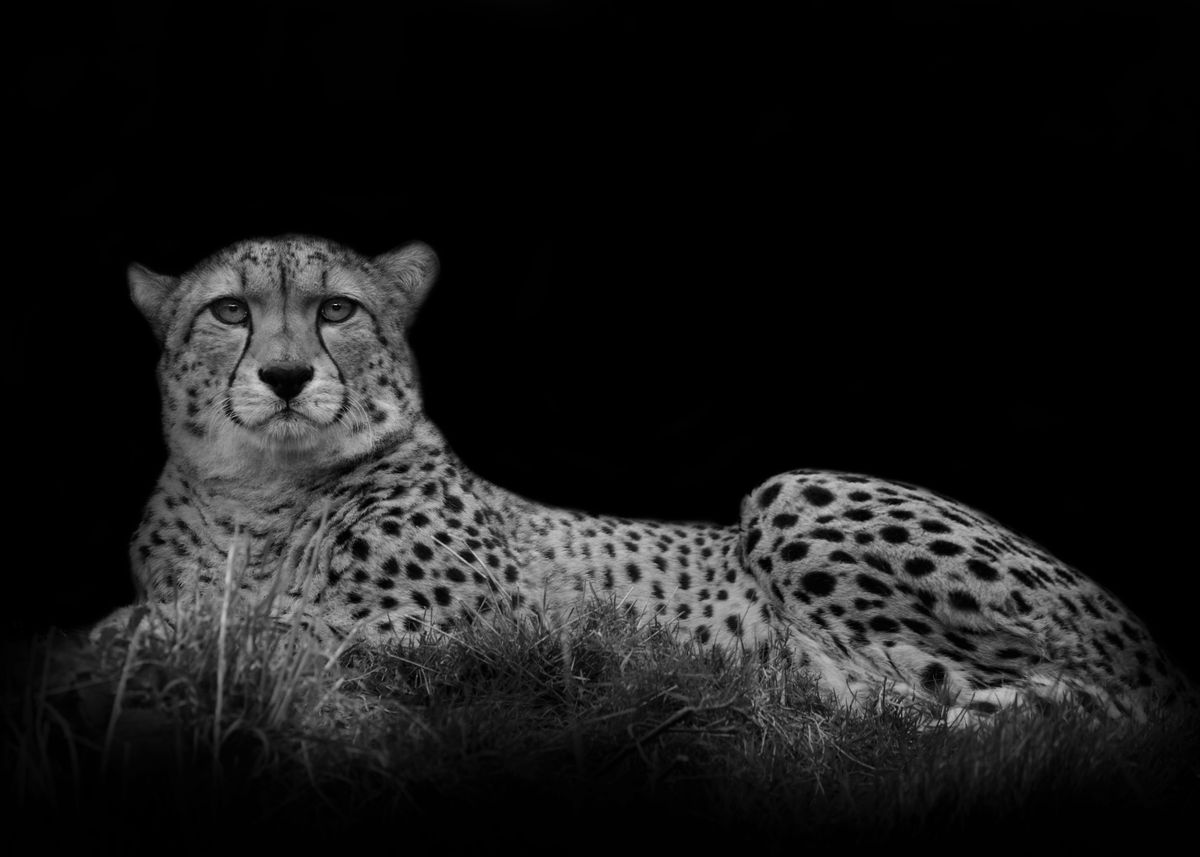 'Been Spotted' Poster, picture, metal print, paint by Christopher ...