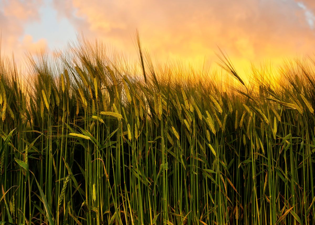 'Wheat' Poster, picture, metal print, paint by Svetlana Sewell | Displate