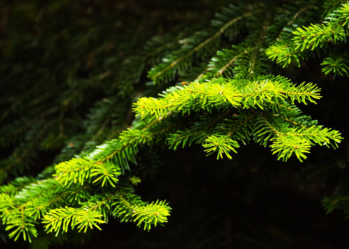 'Pine Tree' Poster, picture, metal print, paint by Svetlana Sewell ...