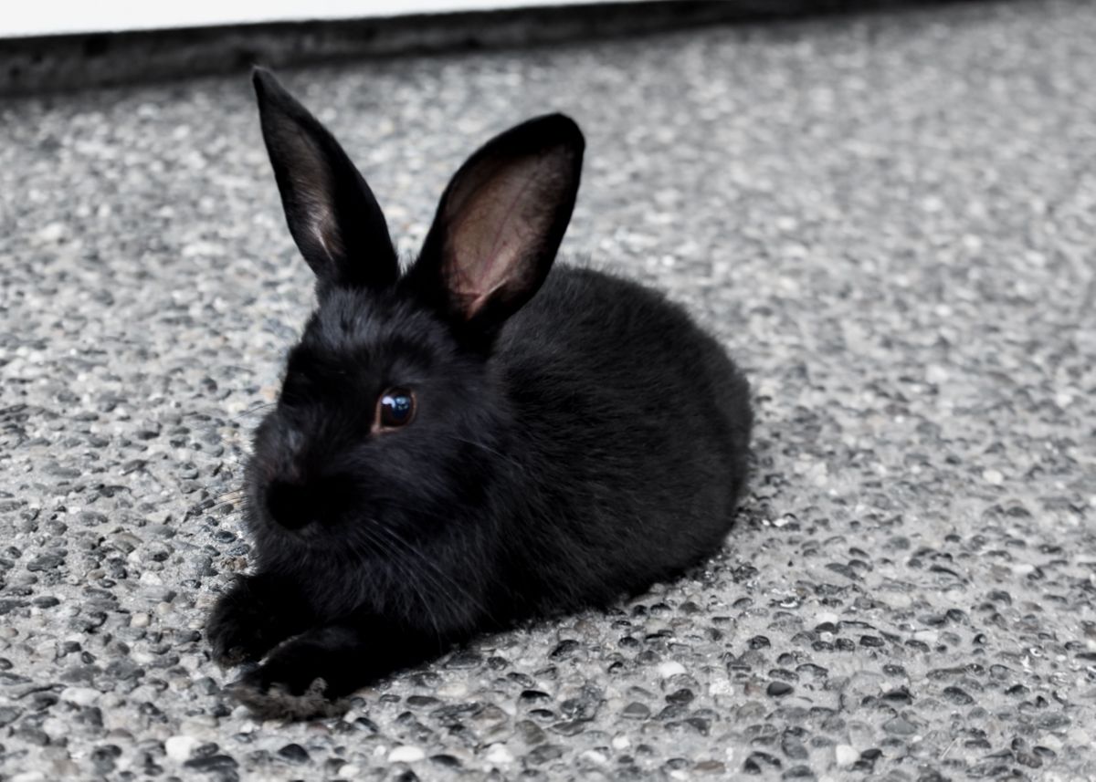 'The Dark Fluff' Poster by Justin Treitl | Displate