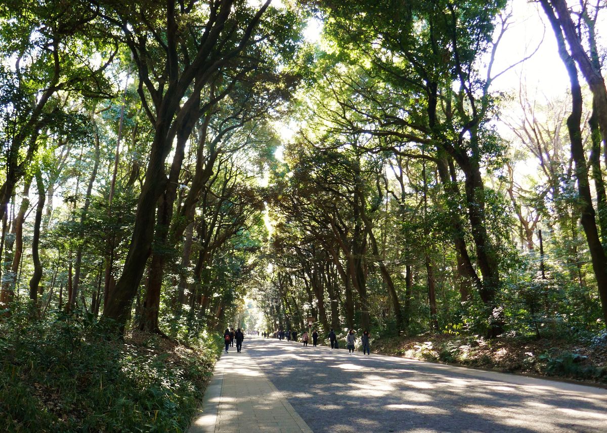 'Meiji Jingu park path' Poster, picture, metal print, paint by Nicola ...