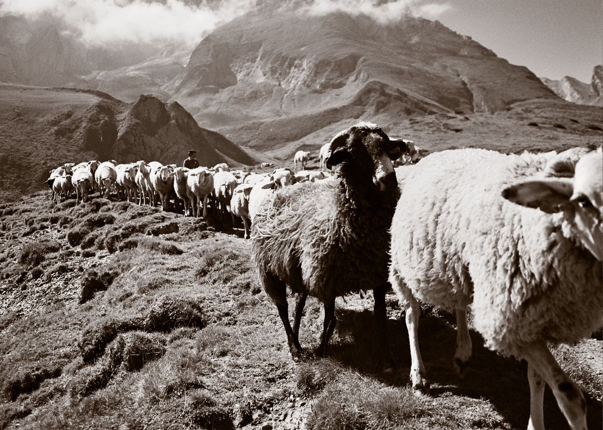 'Pyrenees sheep herding' Poster by Andrew Warner | Displate