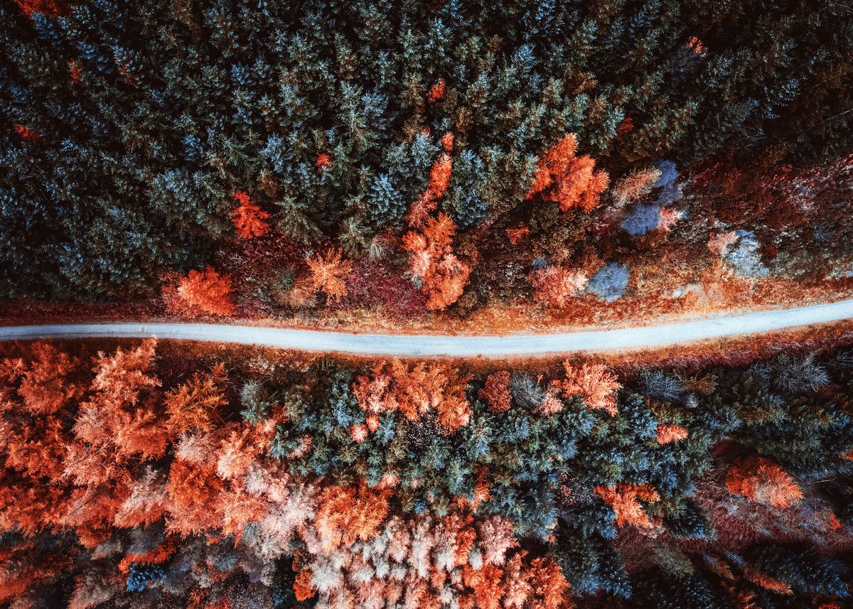 'Red forest from above' Poster, picture, metal print, paint by Bebi ...