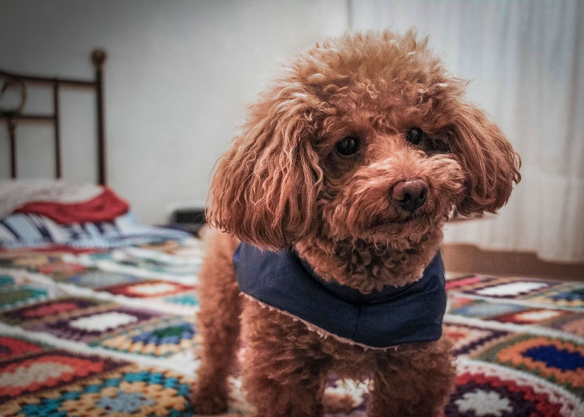 'Chacho' Poster, picture, metal print, paint by ariel nicolas korinsky ...