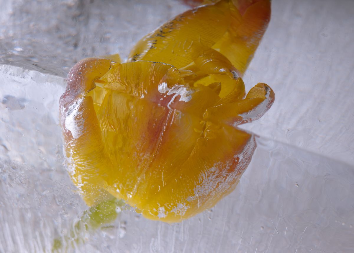 'Red Yellow tulip in ice 3' Poster, picture, metal print, paint by Marc ...