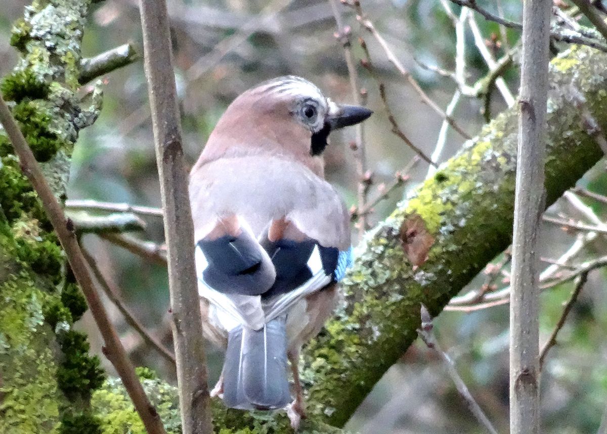 'Jay Bird' Poster by Diens Design | Displate