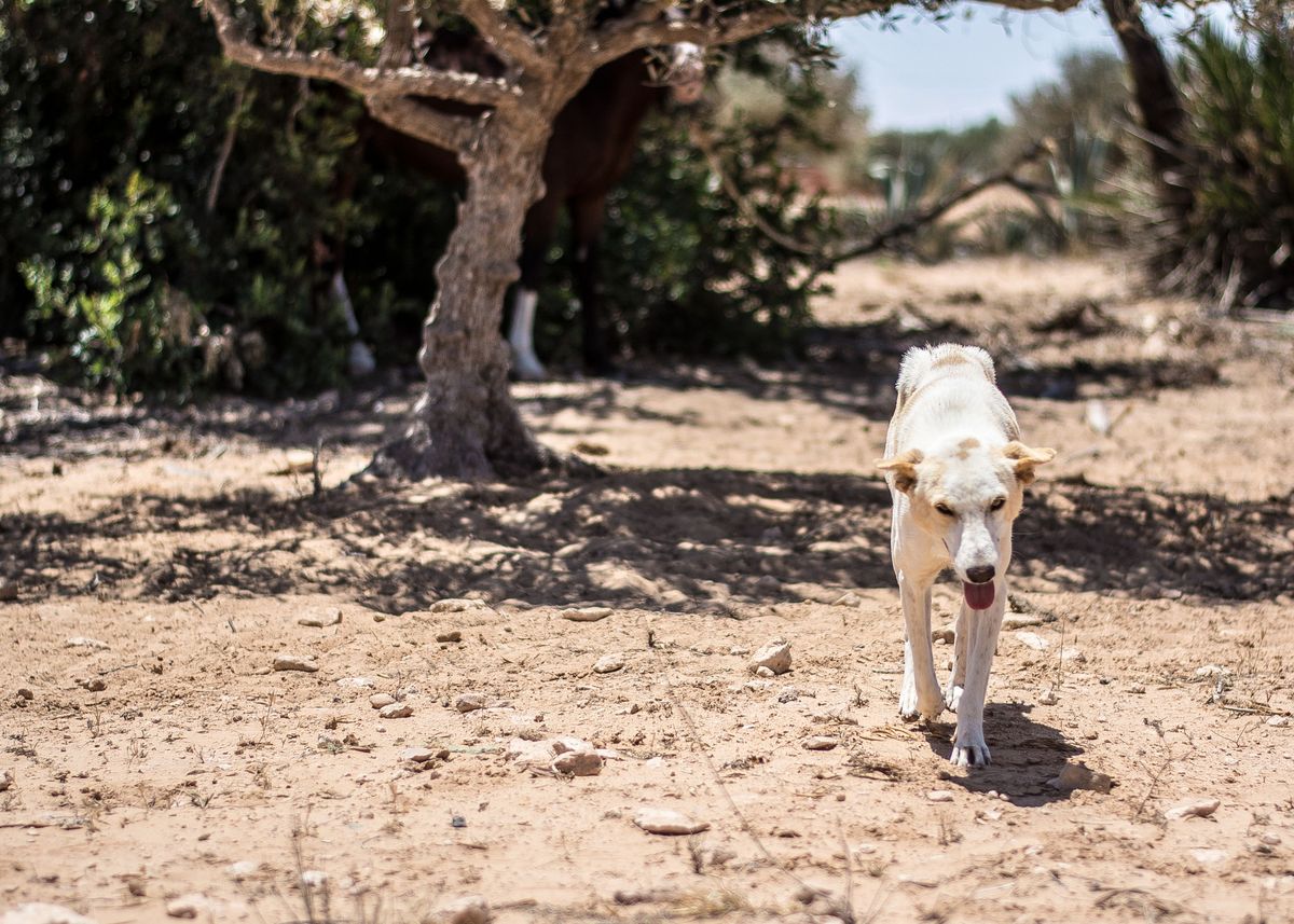 'Sneaking wild dog' Poster, picture, metal print, paint by Displate ...