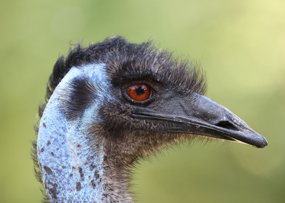 'The Emu' Poster by Melanie Kowasic | Displate