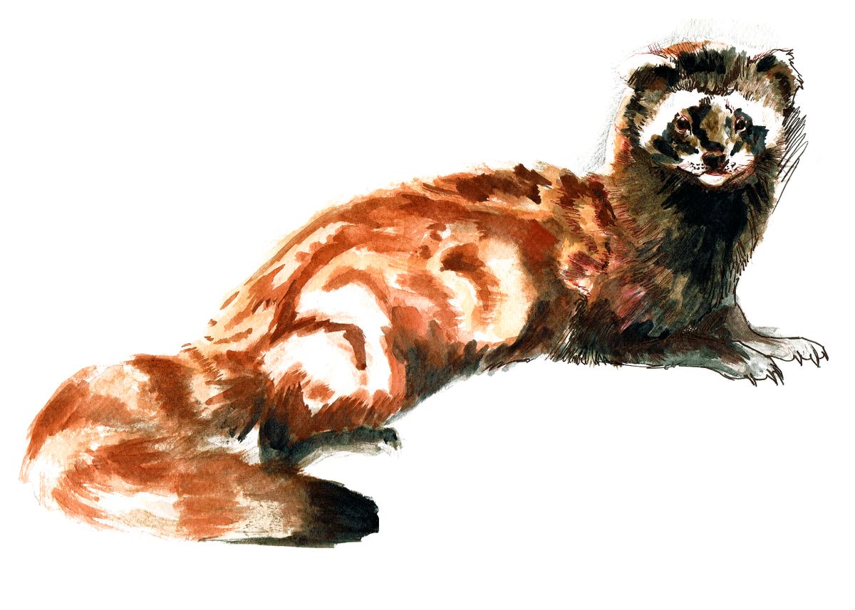 'Marble polecat' Poster, picture, metal print, paint by Belette Le Pink ...
