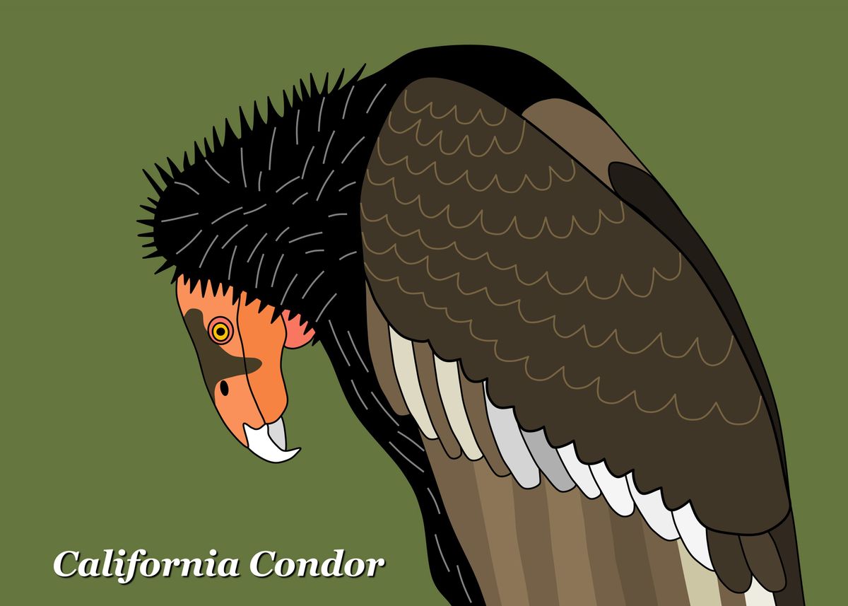 'California Condor' Poster by John Poletti | Displate