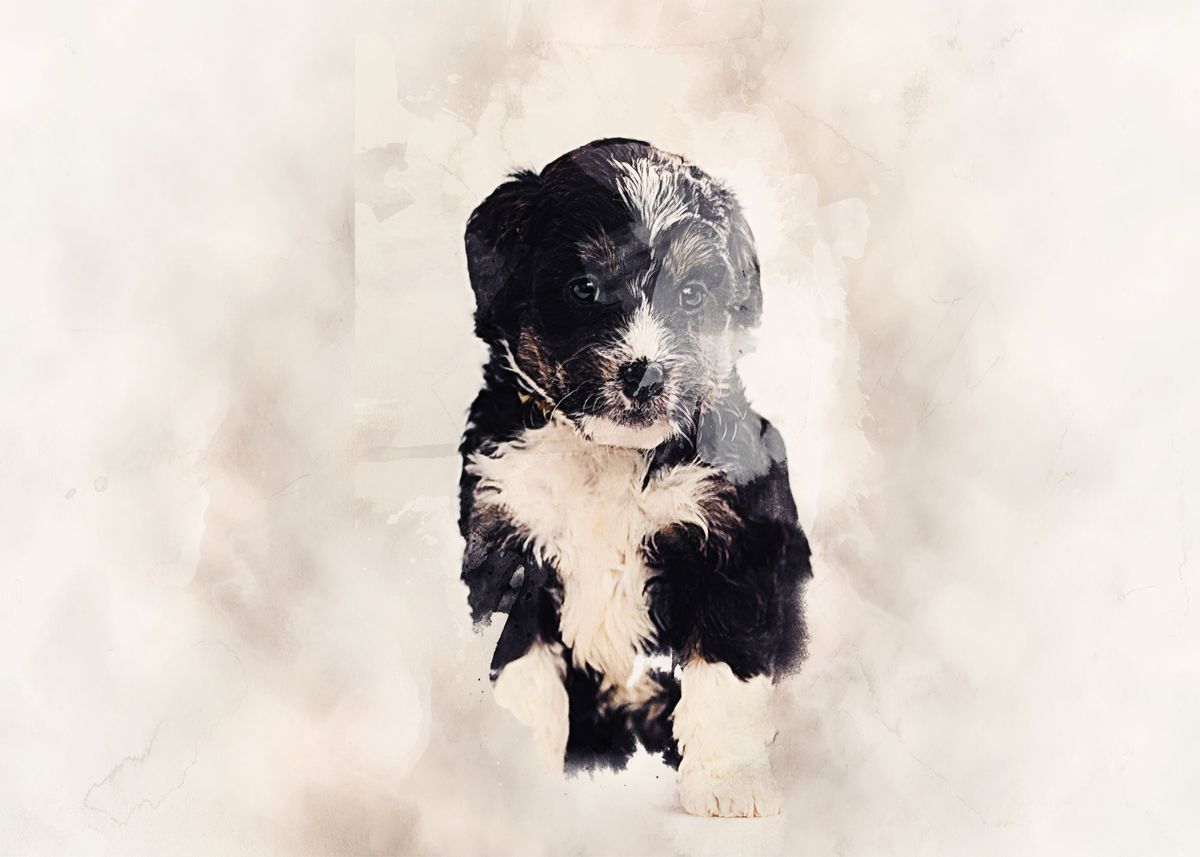 'Bernedoodle Classic Sepia ' Poster, picture, metal print, paint by ...