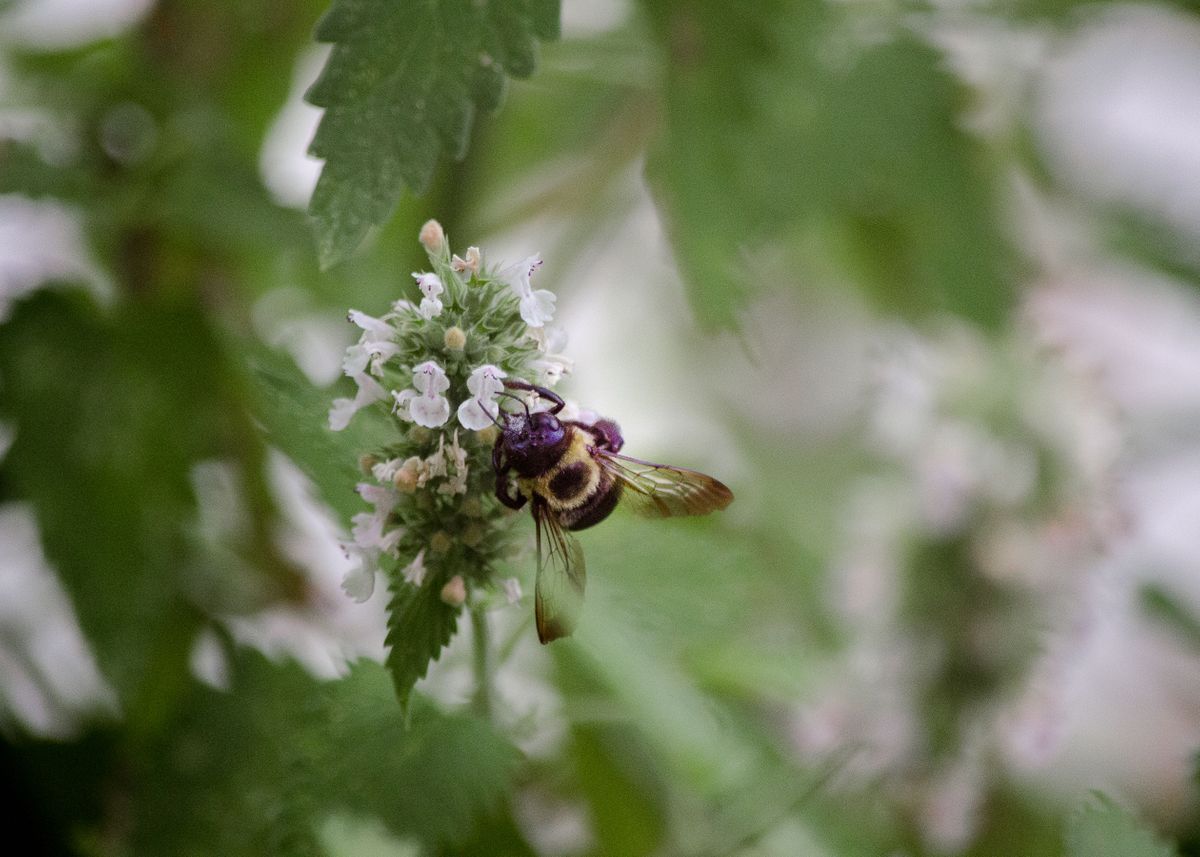 'Hidden World' Poster by Michelle Diehl | Displate