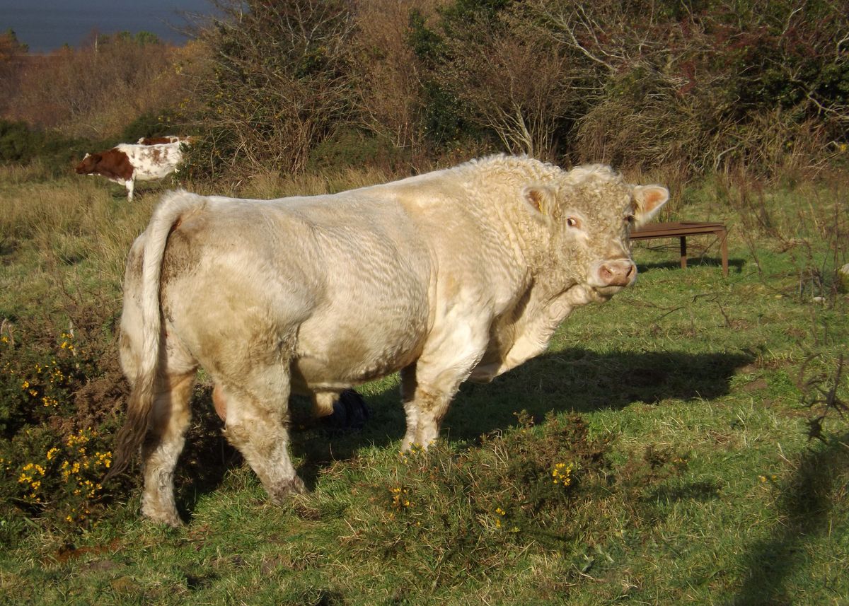 'Ballyknockan Bull' Poster by Tony Gunning | Displate