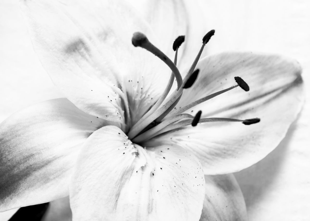' High key Lily ' Poster by PIPA Photography and Designs | Displate