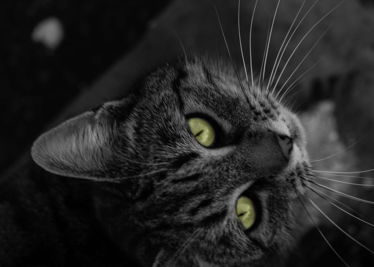 'Green Eyes ' Poster by Hannah Smaile | Displate