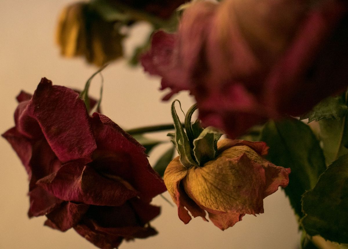 'Pretty Dead' Poster, picture, metal print, paint by Hannah Smaile ...