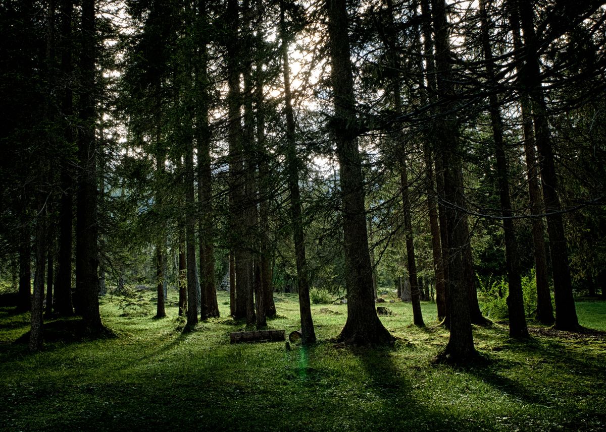 'Light and Trees' Poster, picture, metal print, paint by Marco Moroni ...