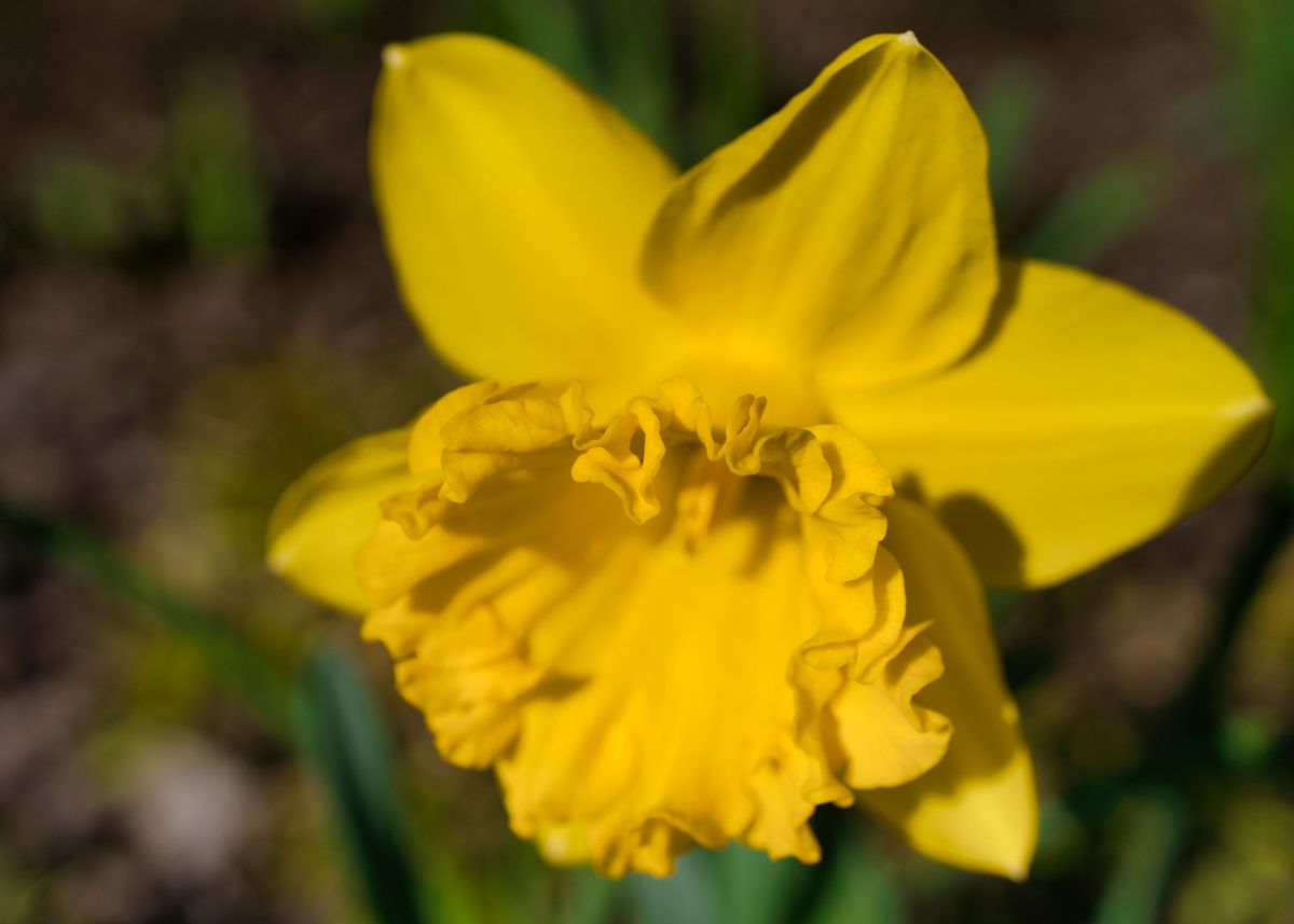 'Open Daffodil' Poster, picture, metal print, paint by David Reagan ...