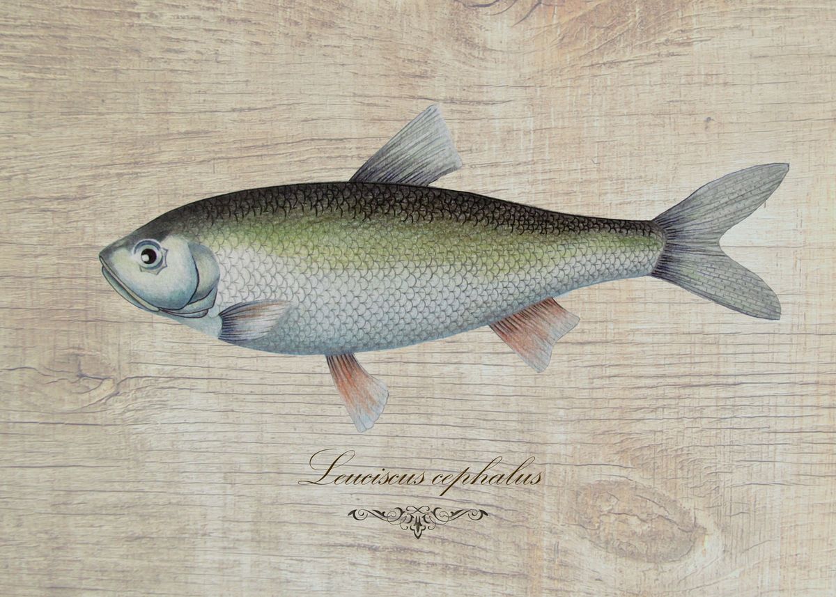 'Leuciscus cephalus fish' Poster, picture, metal print, paint by Alexa ...
