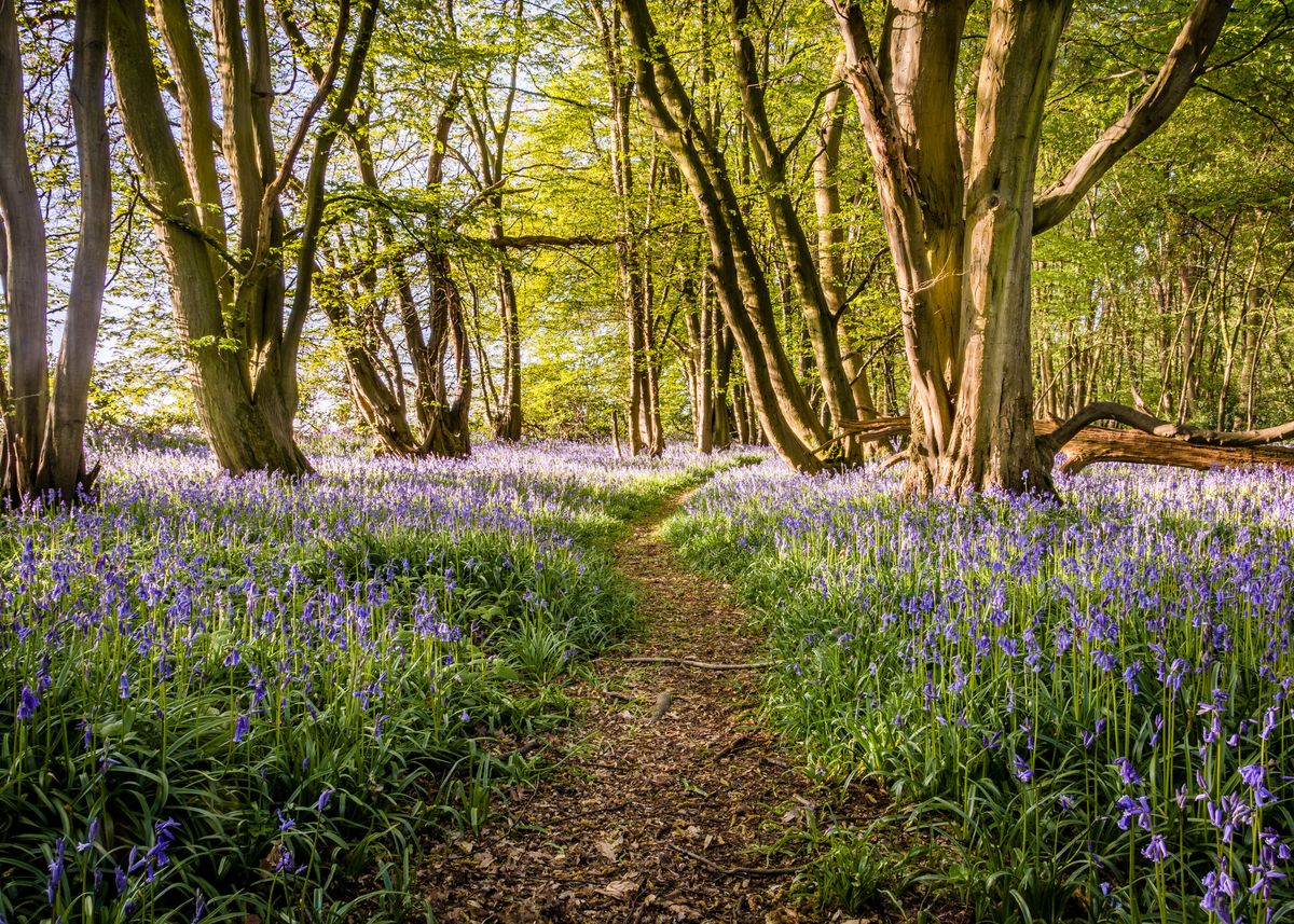 'Bluebell Path' Poster, picture, metal print, paint by Neal ...
