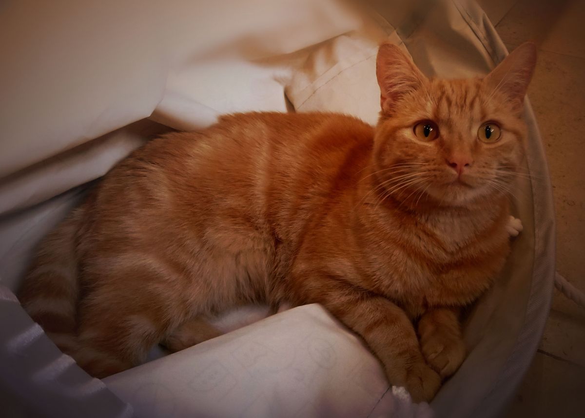 'Ginger Cat 1' Poster, picture, metal print, paint by Caroline Eley ...