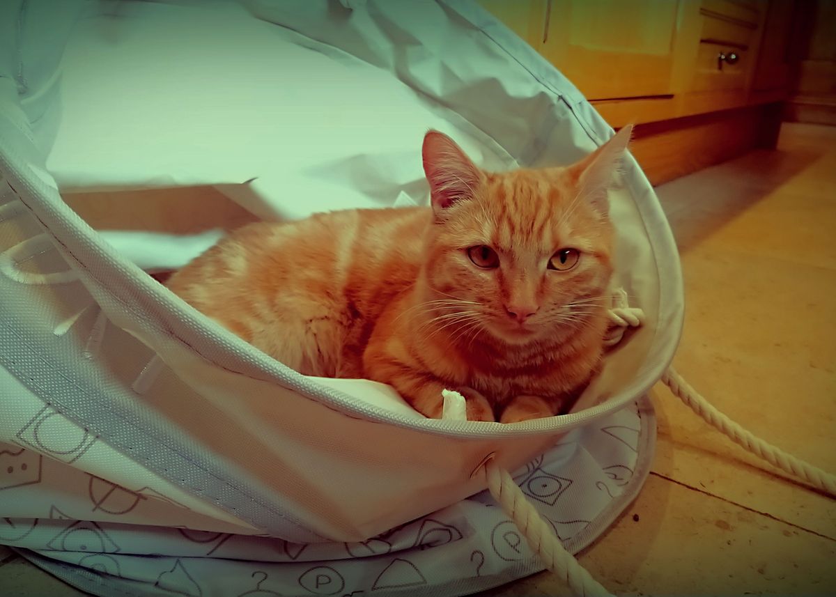 'Ginger Cat 2' Poster by Caroline Eley | Displate