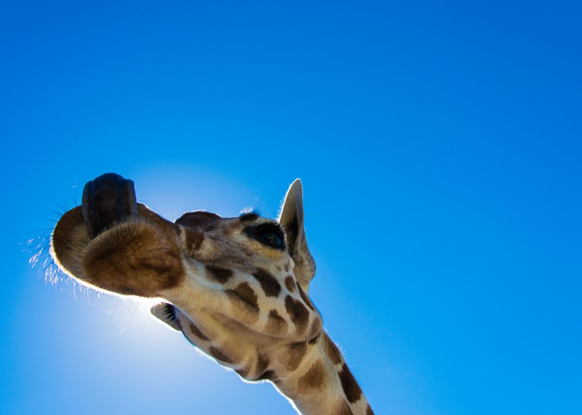 'Giraffe above' Poster, picture, metal print, paint by Markus | Displate