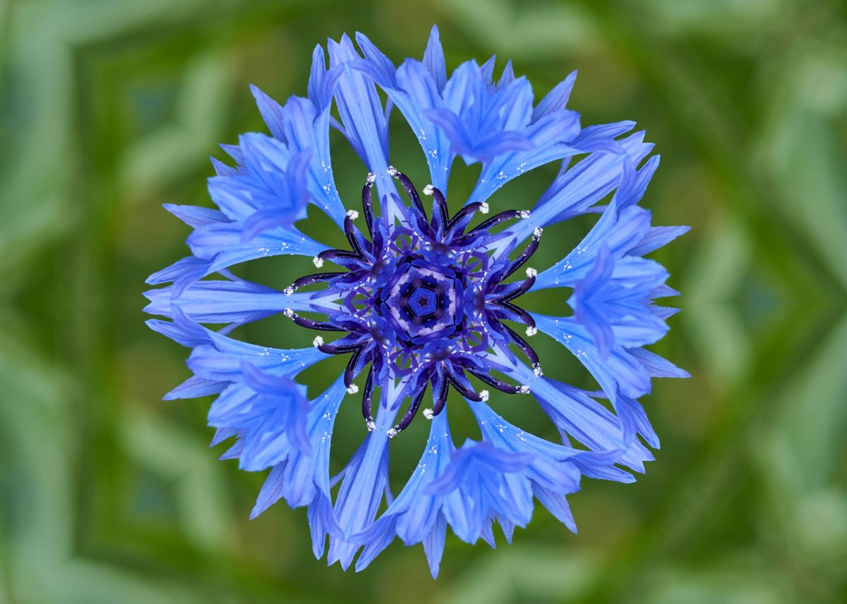 'stylized cornflower ' Poster, picture, metal print, paint by Ornella ...