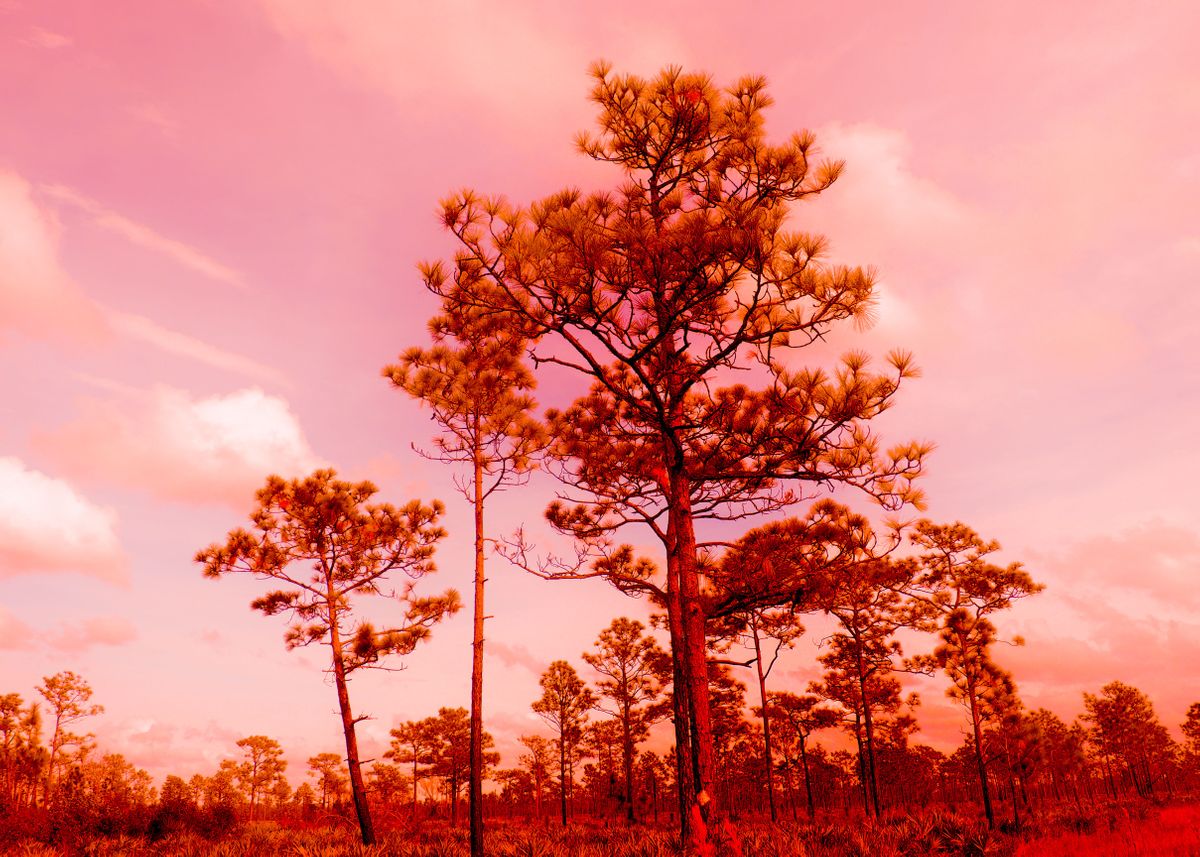 'A burnt world' Poster, picture, metal print, paint by Carrie Moran ...