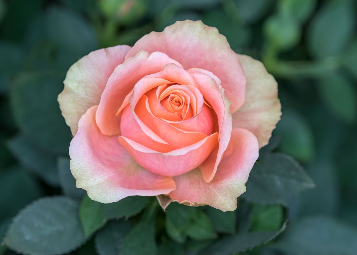 'pink rose growing' Poster, picture, metal print, paint by Ornella ...