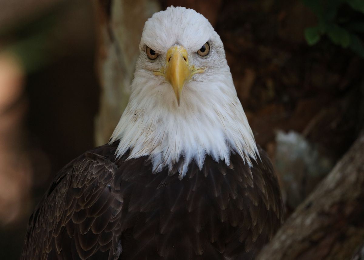 'Stern ' Poster by Melanie Kowasic | Displate