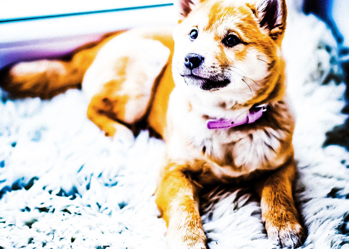 'HACHI' Poster, picture, metal print, paint by SHEIKH HUSSEIN | Displate