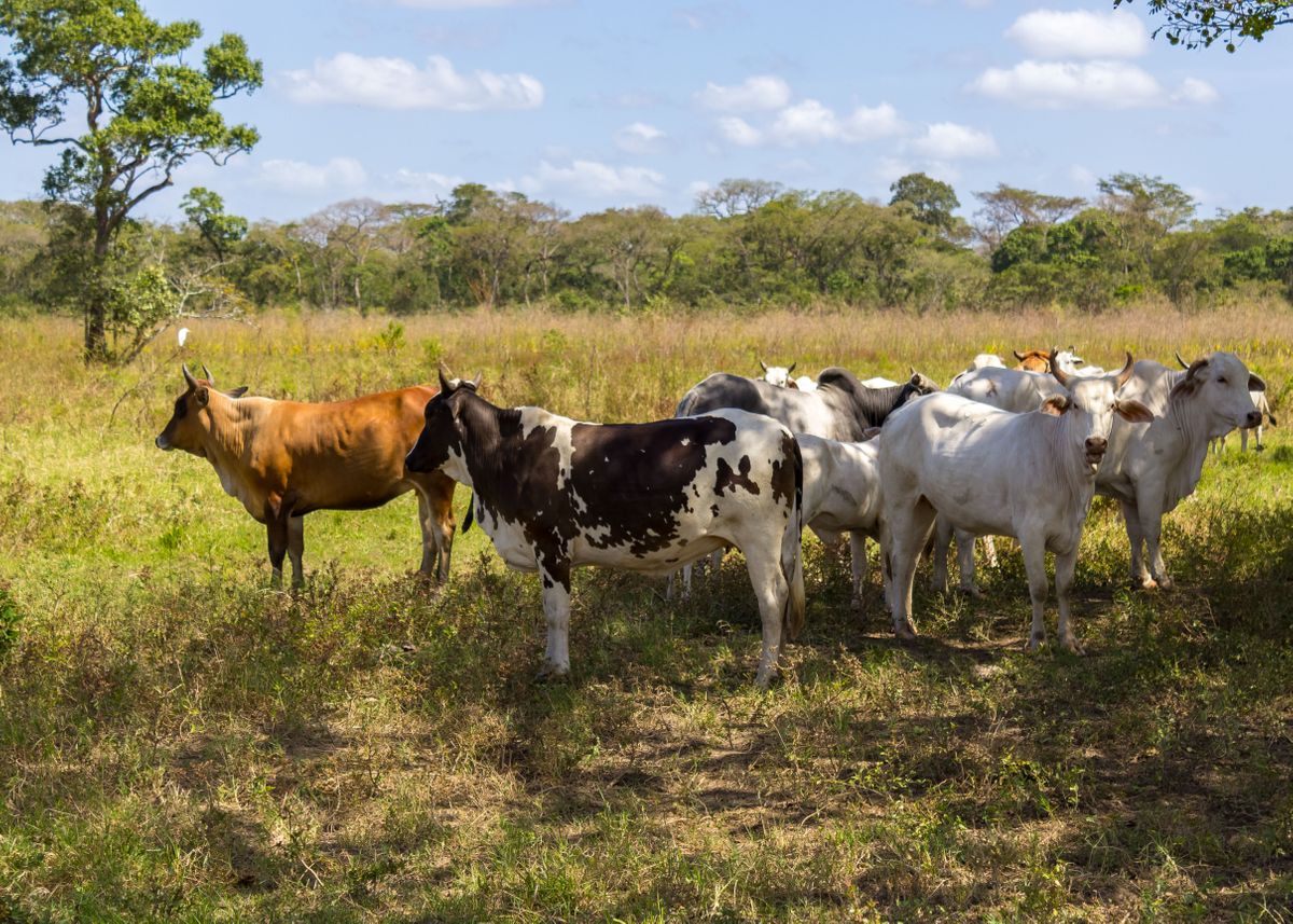 'cows in venezuela' Poster by eric leroux | Displate