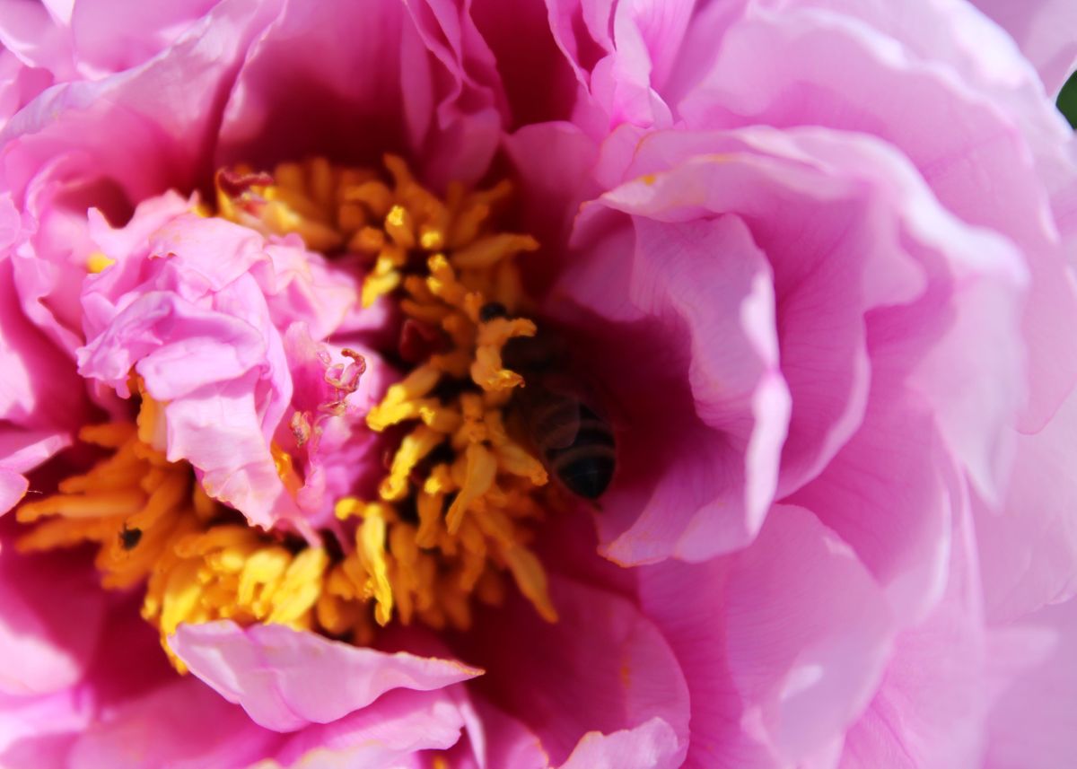 'Pink Flower' Poster, picture, metal print, paint by Tadeja Bogša ...