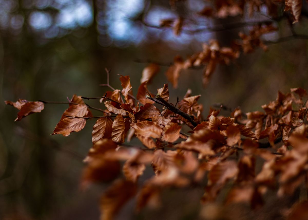'Leafy' Poster by Brandon Fernandes | Displate