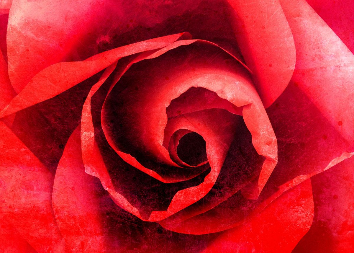 'Red rose grunge style' Poster, picture, metal print, paint by Chantipa ...