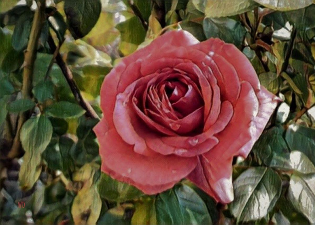 'Hiding roses' Poster, picture, metal print, paint by Marcel Woingue ...