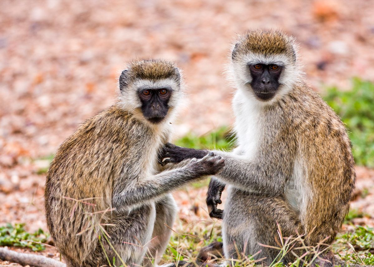 'couple of Grivet monkeys' Poster, picture, metal print, paint by ...