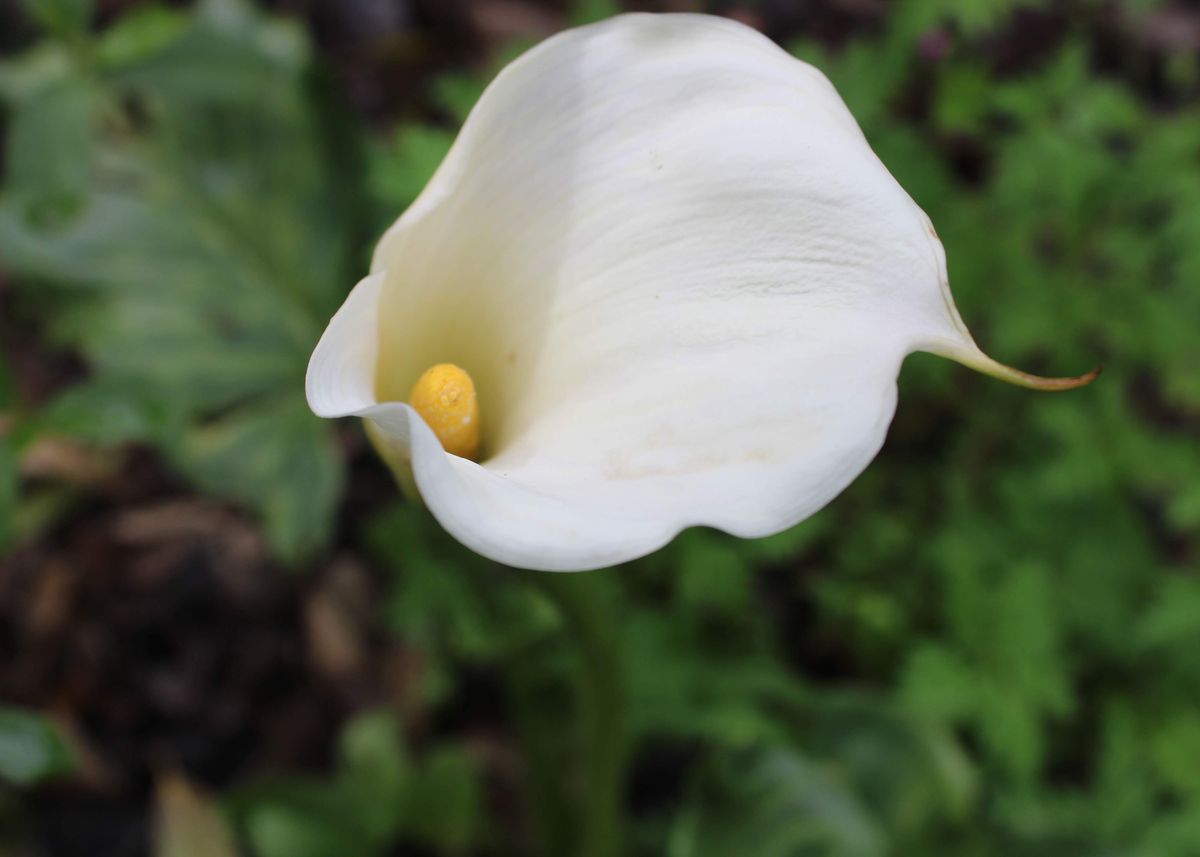 'Wild beauty' Poster, picture, metal print, paint by Aimee Venter ...