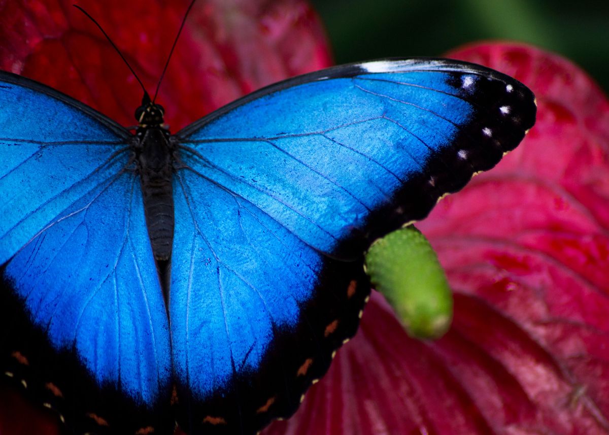 'Blue Morpho' Poster, picture, metal print, paint by Ffion Woolway ...