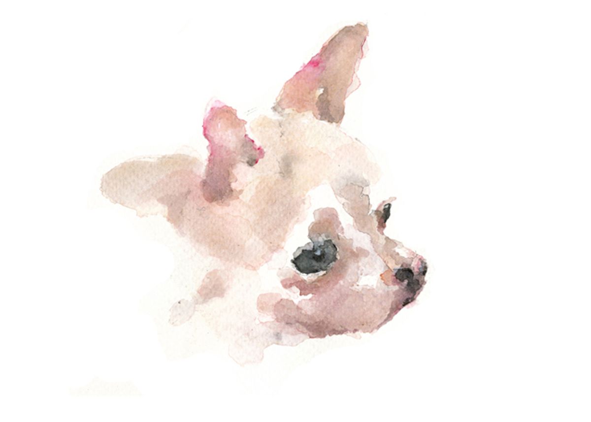 'Chua chua dog' Poster, picture, metal print, paint by Ewa Zwolińska ...