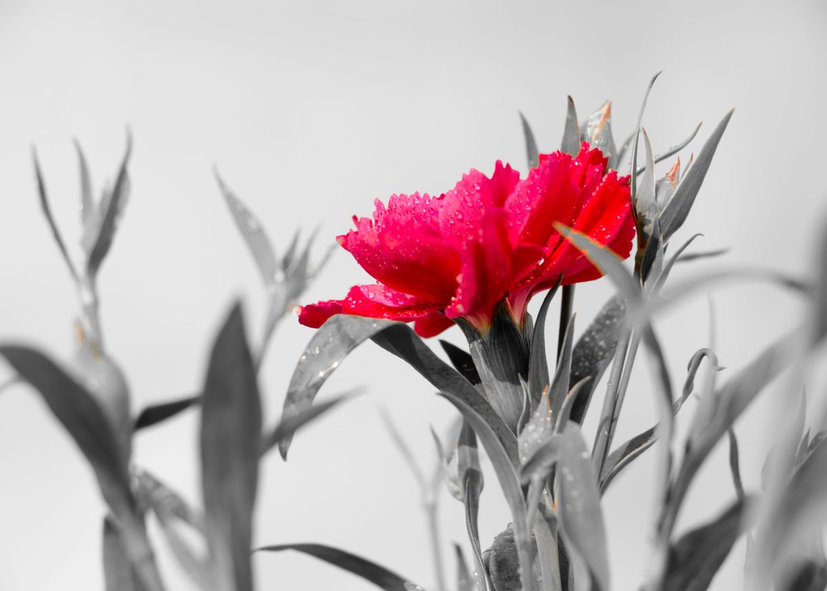 'Red Dianthus Flower' Poster by Art Shack | Displate